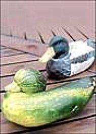 funny cucumber pics